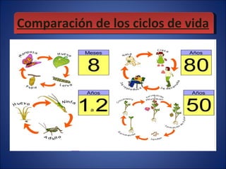 Ciclos de vida | PPT