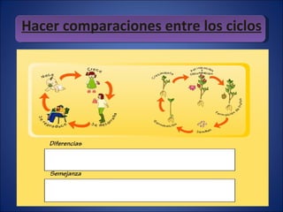 Ciclos de vida | PPT