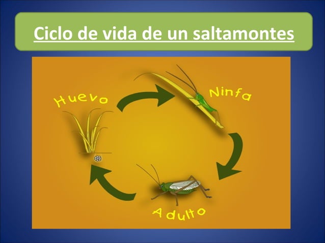 Ciclos de vida | PPT