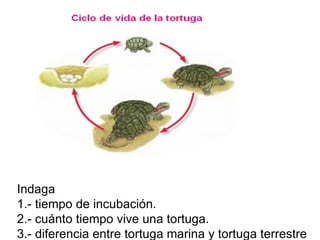 Ciclo De Vida De La Tortuga