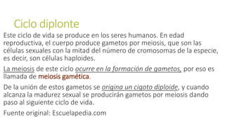 Ciclos de vida | PPTX