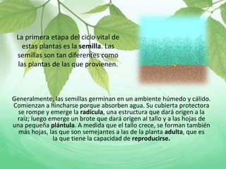 Ciclos de vida de las plantas presentacion | PPS