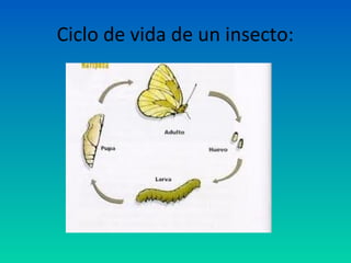 Ciclos de vida de los animales. | PPT