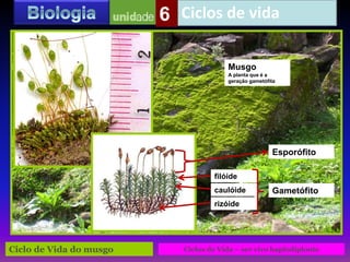 Ciclos de vida Fernando Bação | PPSX