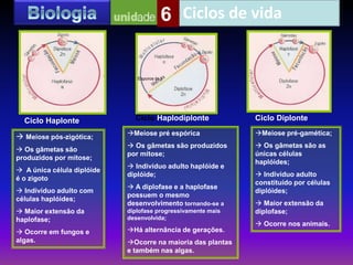 Ciclos de vida Fernando Bação | PPSX