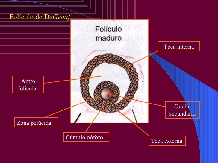 Ciclo Sexual Femenino.