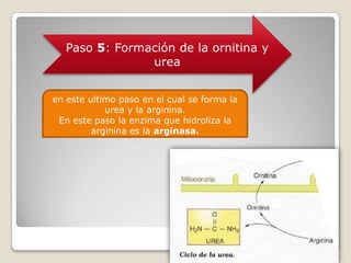 Ciclo de la urea | PPTX