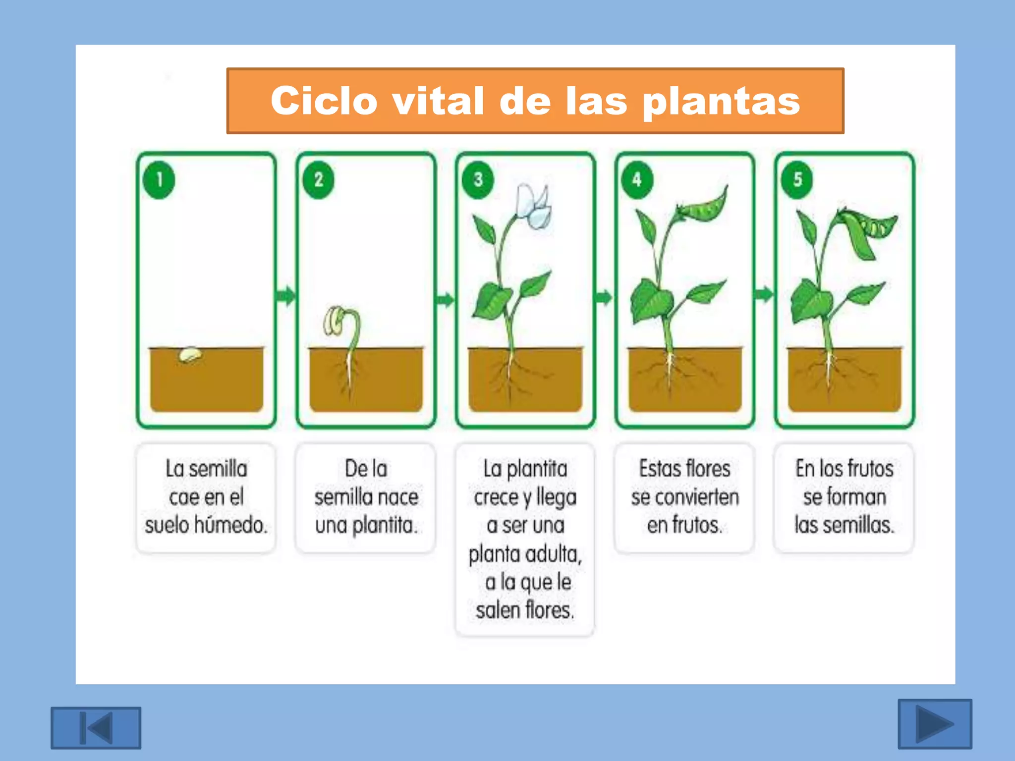 Ciclo vital de plantas y animales | PPTX