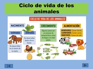 Ciclo vital de plantas y animales | PPTX