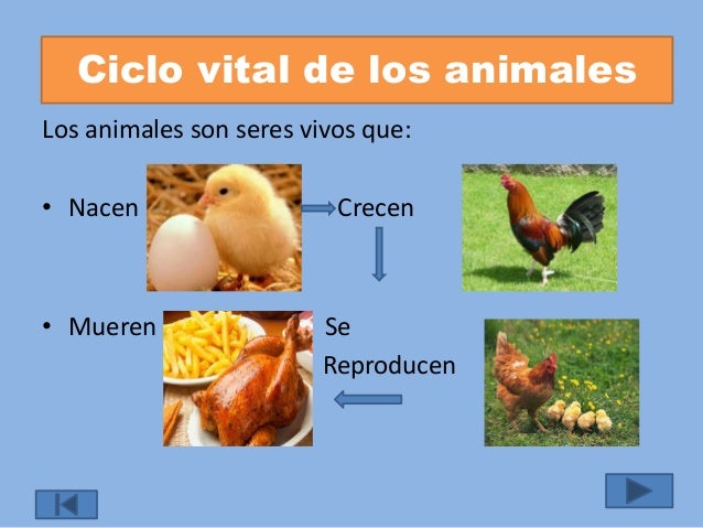 Ciclo vital de plantas y animales
