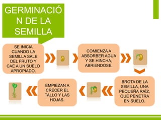 Ciclo vital de una planta | PPTX