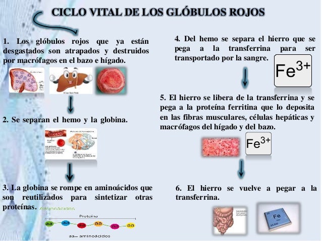GLÓBULOS ROJOS