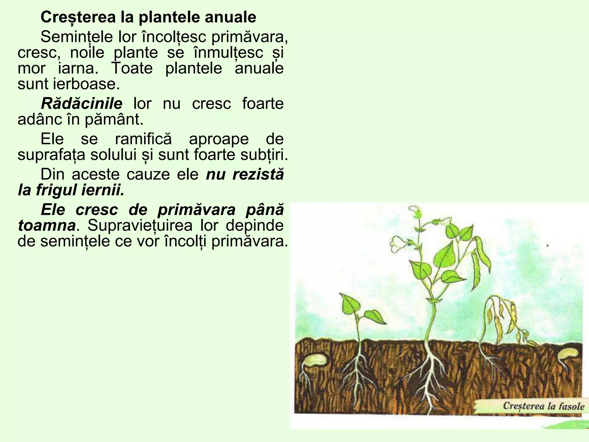 Ciclul de viata al plantelor | PPTX