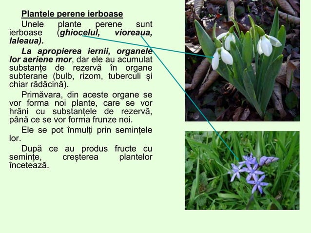 Ciclul de viata al plantelor | PPTX
