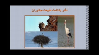 Ciconiiformes -1 | PPTX