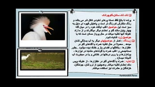 Ciconiiformes -8 | PPTX