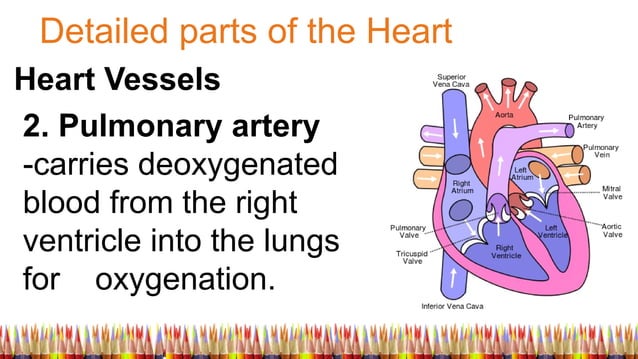 Circulatory System - Quarter 1 :Module 1 | PPTX | Lung and Respiratory ...