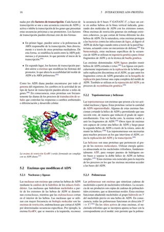 áCido desoxirribonucleico | PDF