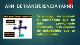 ÁCIDO RIBONUCLEICO ARN. Lic Javier Cucaita | PPT