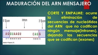 ÁCIDO RIBONUCLEICO ARN. Lic Javier Cucaita | PPT