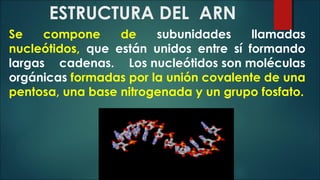 ÁCIDO RIBONUCLEICO ARN. Lic Javier Cucaita | PPT
