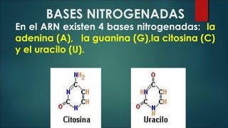 ÁCIDO RIBONUCLEICO ARN. Lic Javier Cucaita | PPT