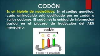 ÁCIDO RIBONUCLEICO ARN. Lic Javier Cucaita | PPT