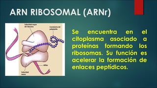 ÁCIDO RIBONUCLEICO ARN. Lic Javier Cucaita | PPT