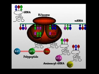 Ácidos Nucleicos (DNA e RNA) | PPT