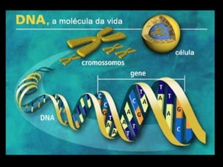 Ácidos Nucleicos (DNA e RNA) | PPT | Download Gratuito