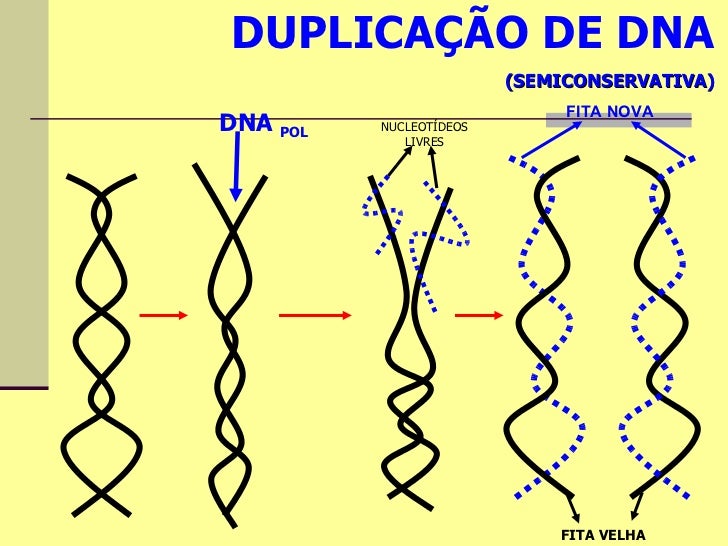 áCidos nucleicos