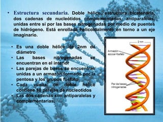 Acidos nucleicos | PDF