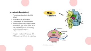 ÁCIDOS NUCLEICOS.biologia,biología, PDF. | PDF