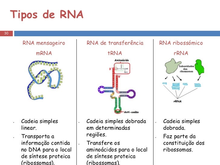 áCidos nucleicos e síntese proteínas power point(2)