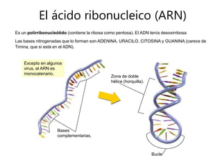 Ácidos nucleicos (UD 5).pptx