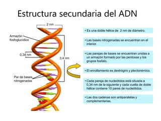 Ácidos nucleicos (UD 5).pptx