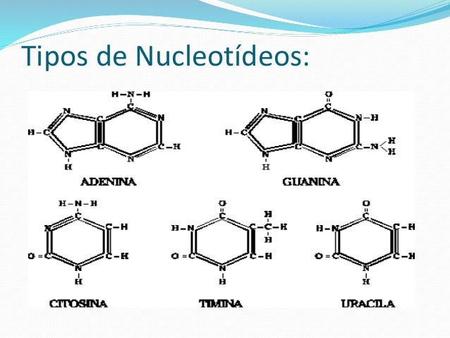 Nucleotideos Resumo