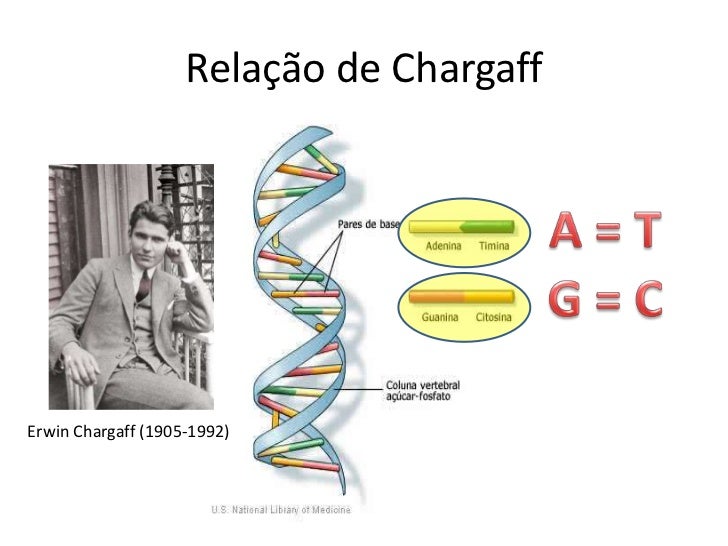 áCidos nucléicos slides