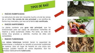 LA RAÍZ | PPTX