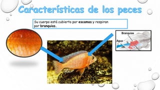 Ciencias-Naturales-SEMANA-17-Los-peces.pdf