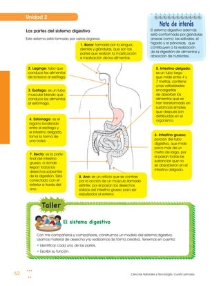 Ciencias 4to grado | PDF