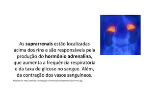 ciencias_8ano_slides_aula 39.pptx