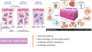 las ciencias basicas del cartilago en el cuerpo | PPTX