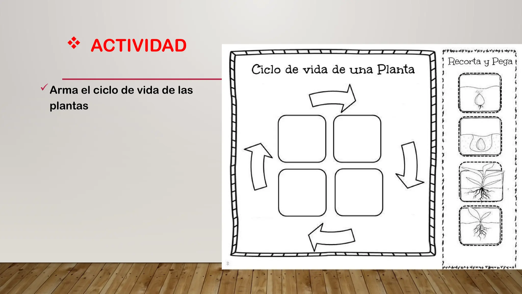 Ciclo de vida de las plantas para tercero basico | PPTX