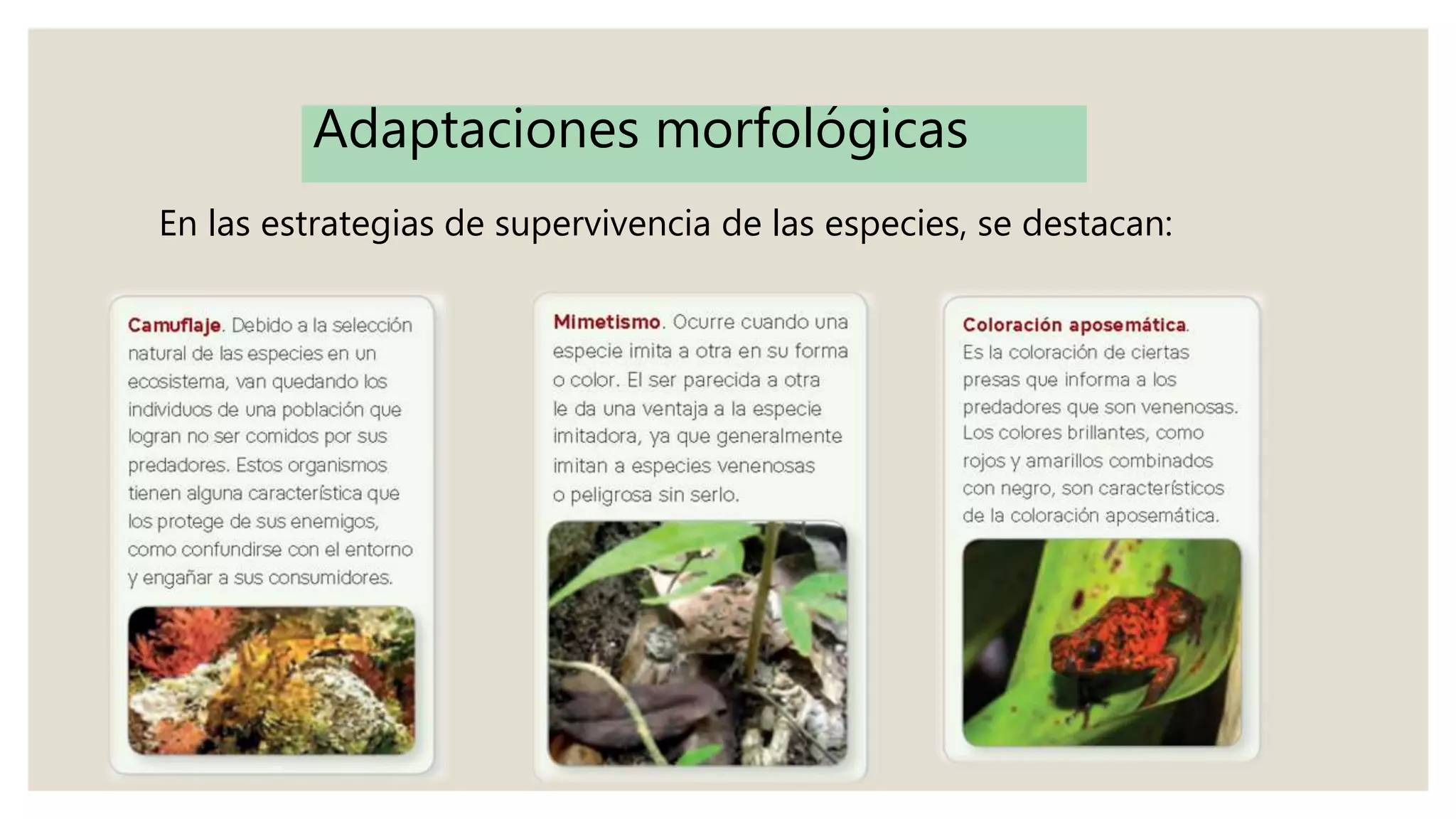 Ciencias naturales adaptaciones ecológicas de plantas y animales | PPT