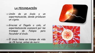 Ciencias naturales la reproducción humana | PPTX