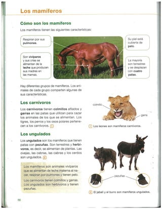 Unidad didáctica - Los animales vertebrados | PDF