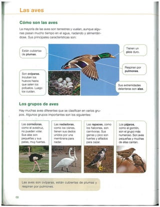 Unidad didáctica - Los animales vertebrados | PDF