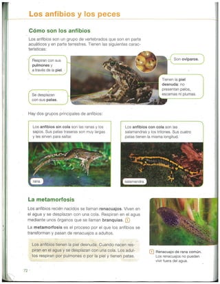 Unidad didáctica - Los animales vertebrados | PDF