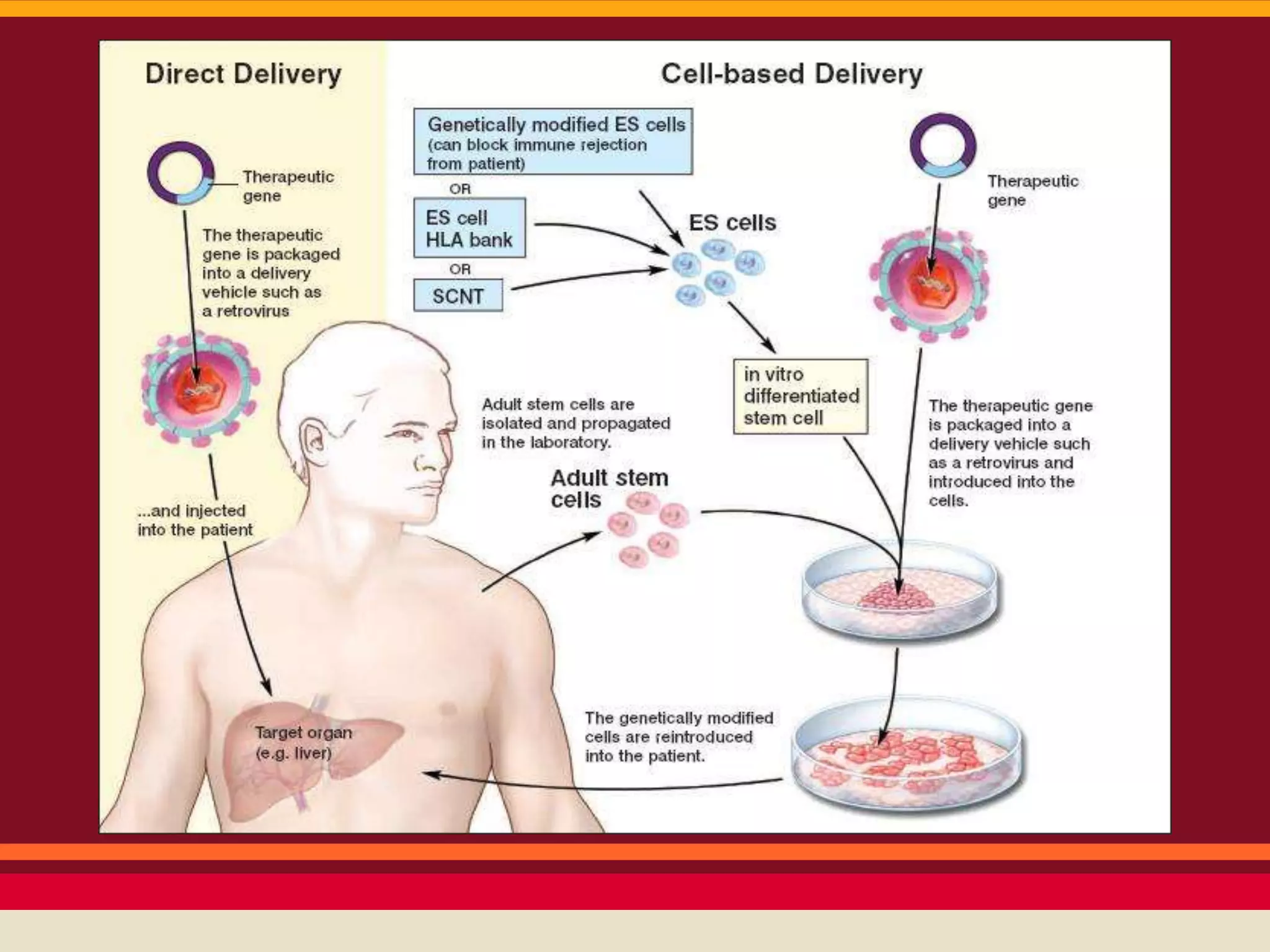 Cierra's biology presentation | PPTX | Infectious Diseases | Diseases and Conditions